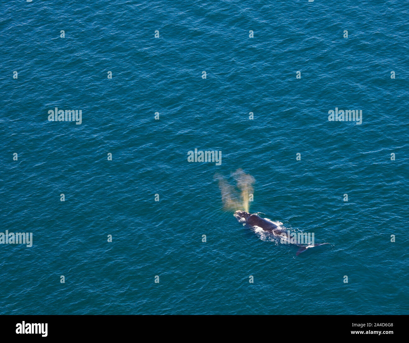 Ballena franca austral o meridional (Euabalaena australis),, Peninsula ...