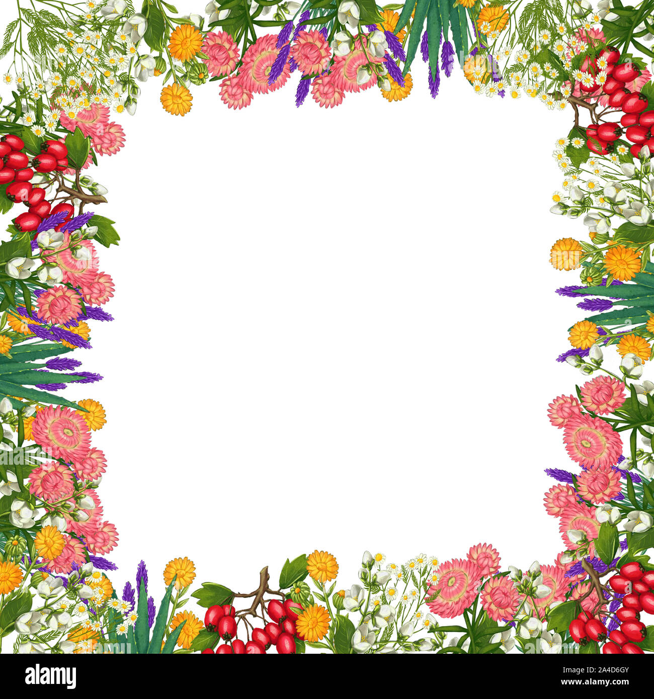 Hand drawn medicinal plant frame. Healing herbs border. isolated on ...