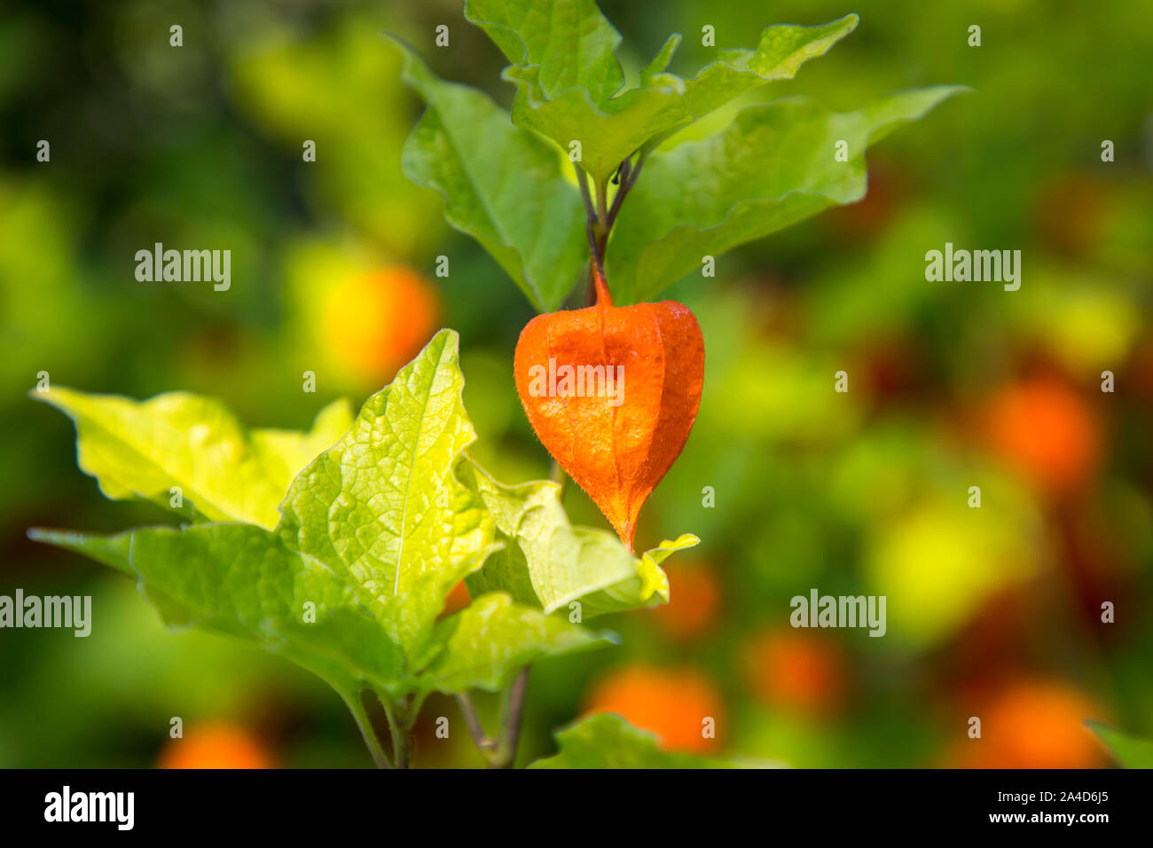 Ornamental flower plant hi-res stock photography and images - Alamy