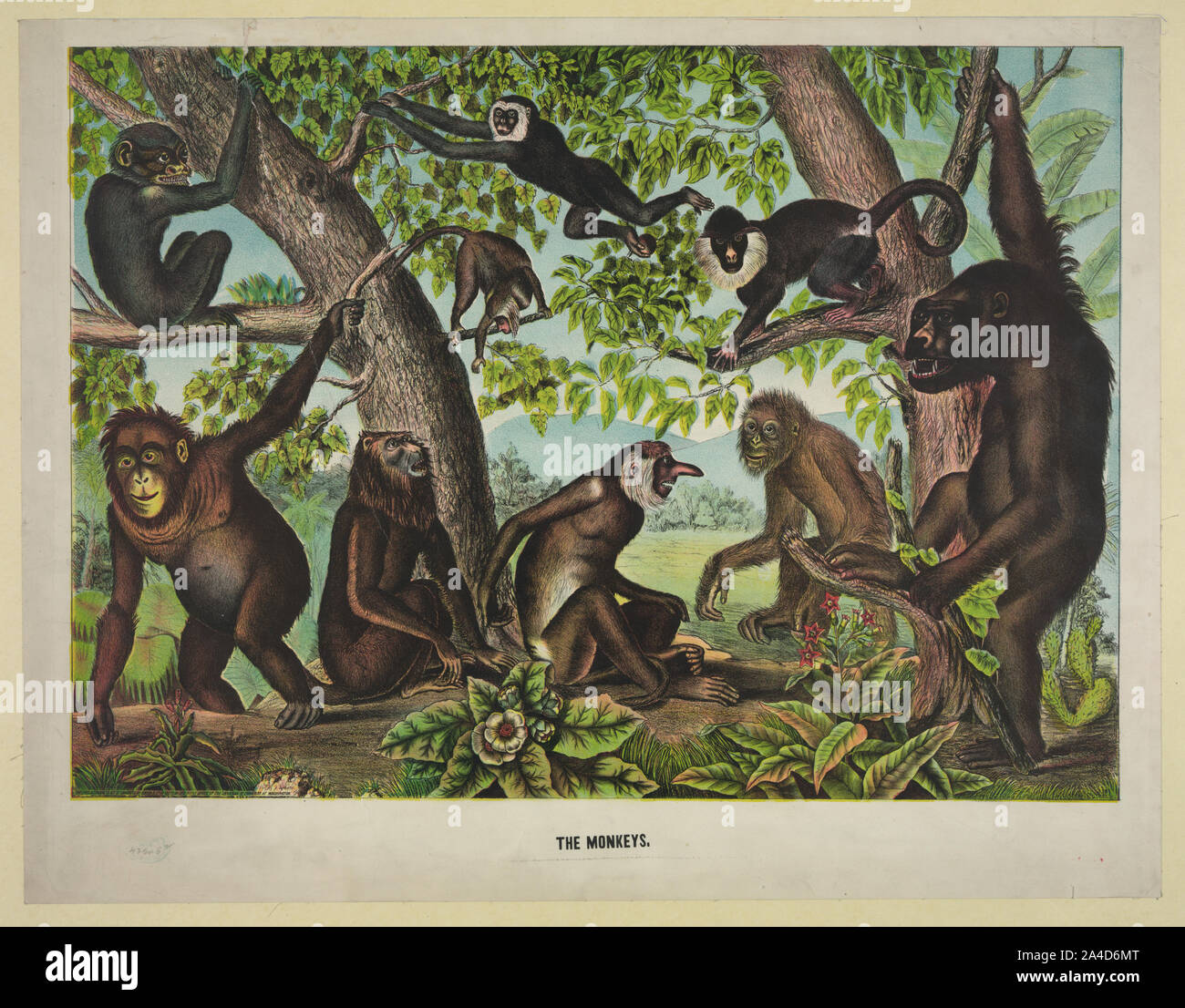 Primate behavioral adaptation hi-res stock photography and images - Alamy