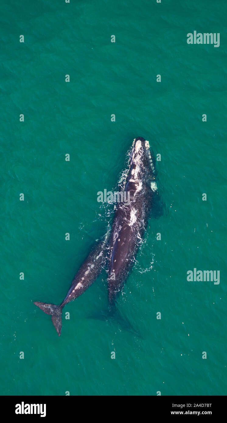 Ballena franca austral o meridional (Euabalaena australis),, Peninsula ...