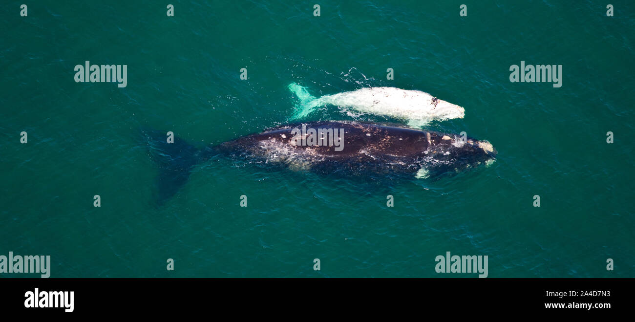 Ballena franca austral o meridional (Euabalaena australis),, Peninsula ...