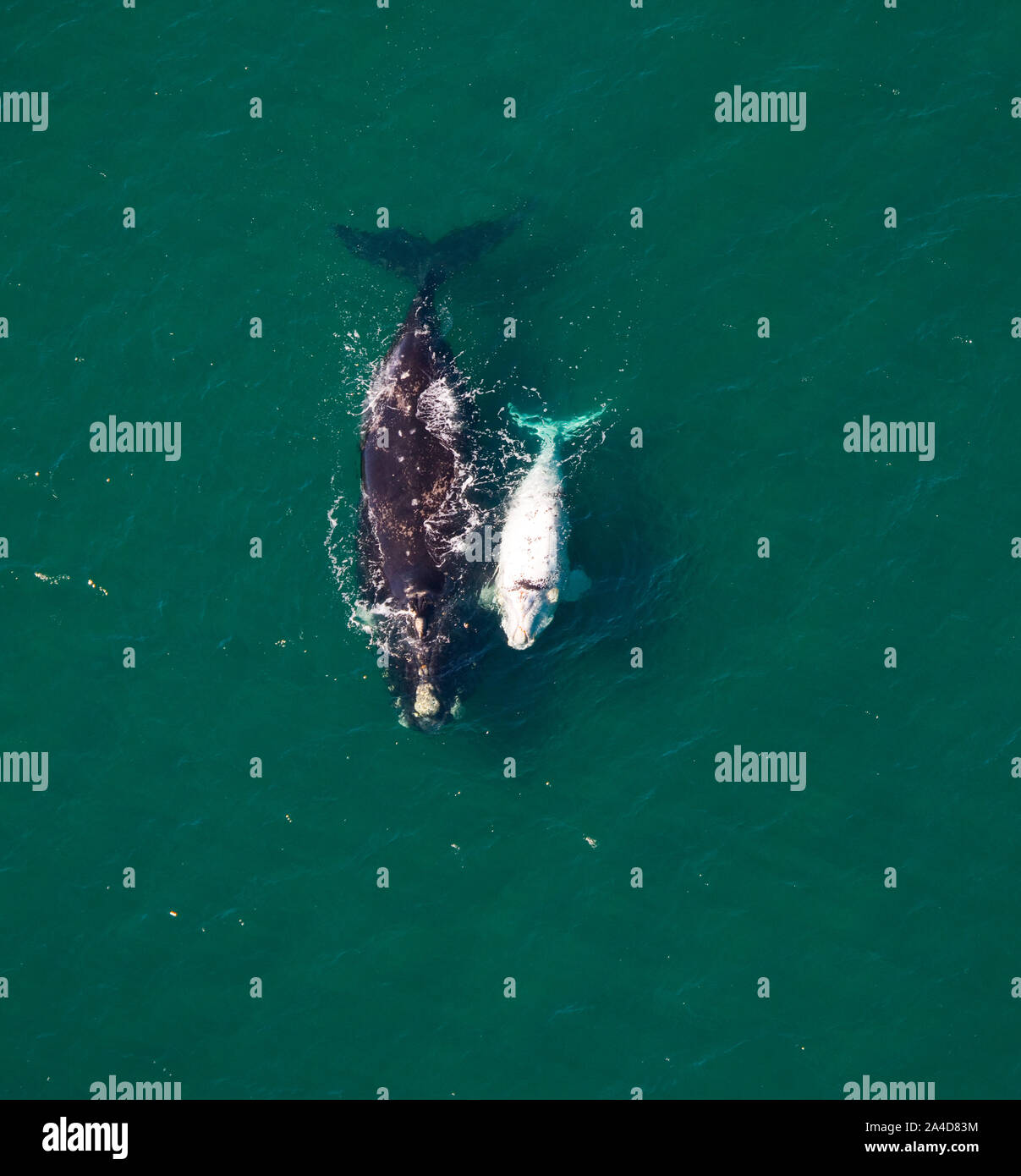 Ballena franca austral o meridional (Euabalaena australis),, Peninsula ...