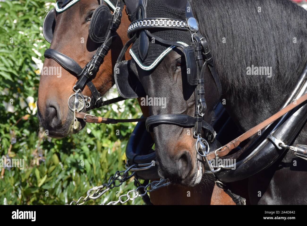 Blinders on hi-res stock photography and images - Alamy