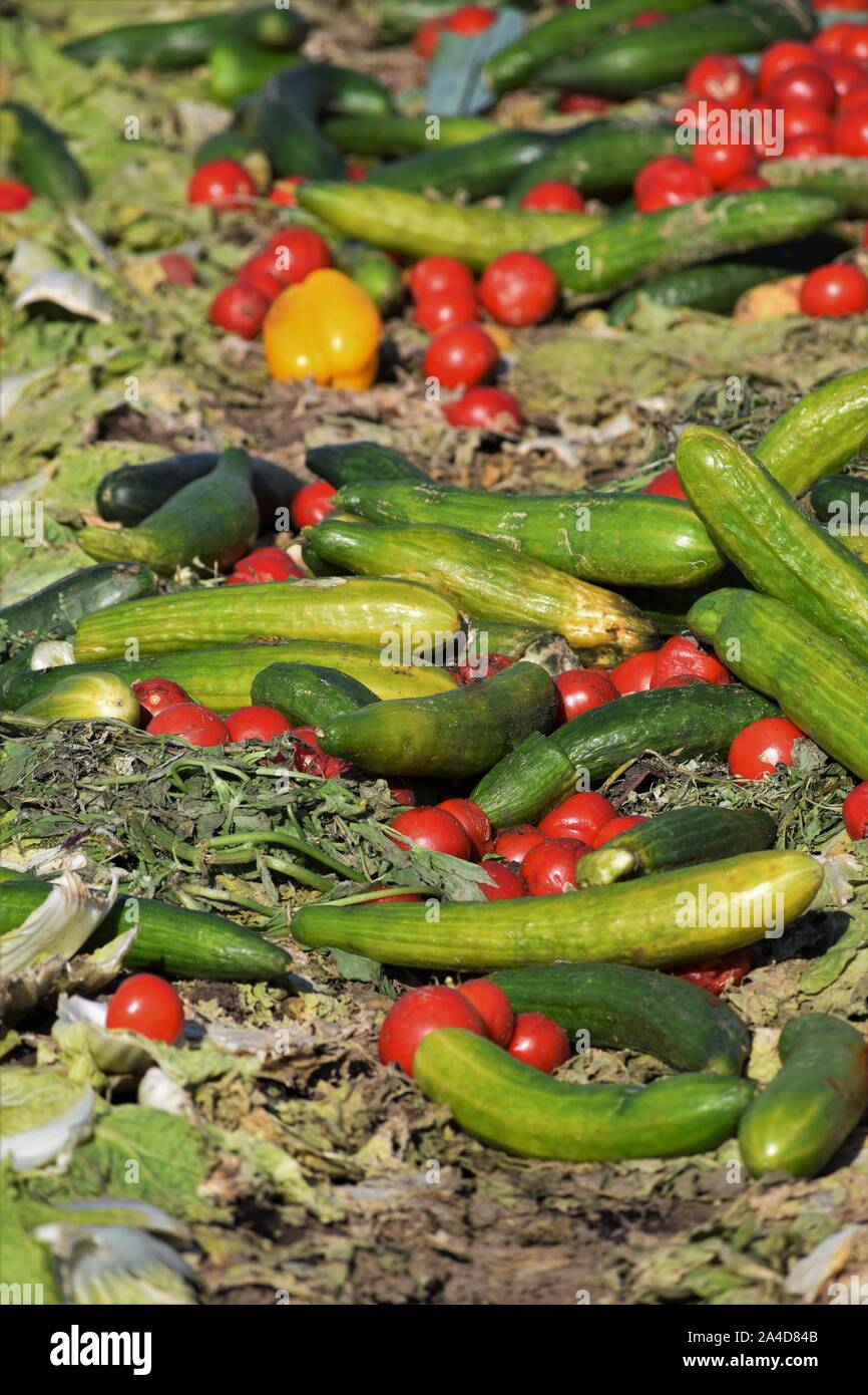 Surplus tomatoes hi-res stock photography and images - Alamy