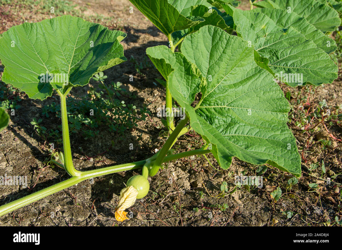 pumpkin plant with bud Stock Photo - Alamy