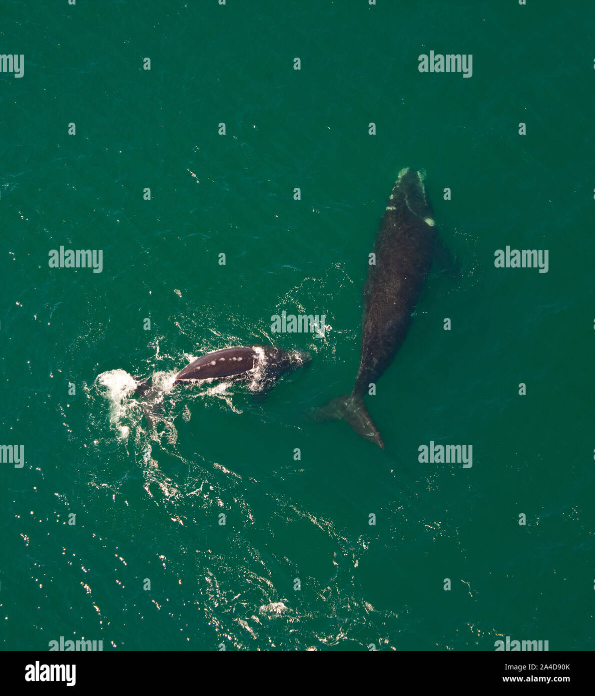 Ballena franca austral o meridional (Euabalaena australis),, Peninsula ...
