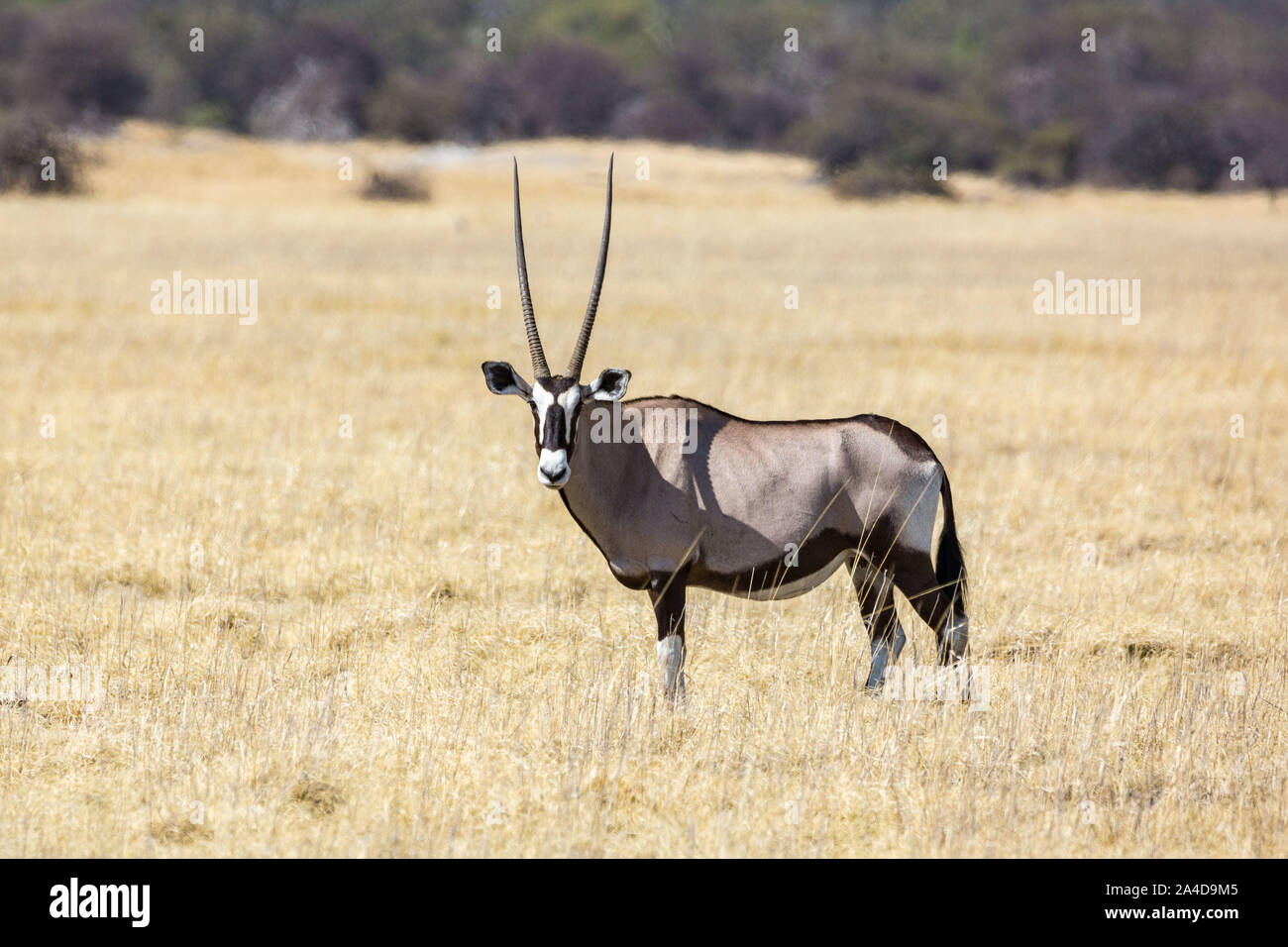 Africa namibia antelope legs hi-res stock photography and images - Alamy
