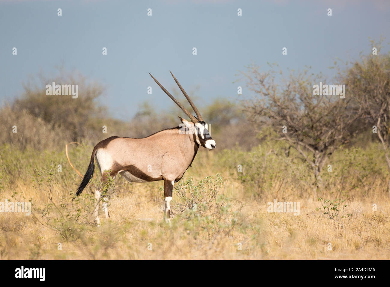 Oryx side view hi-res stock photography and images - Alamy