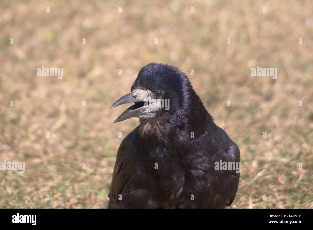 Rook close hi-res stock photography and images - Alamy