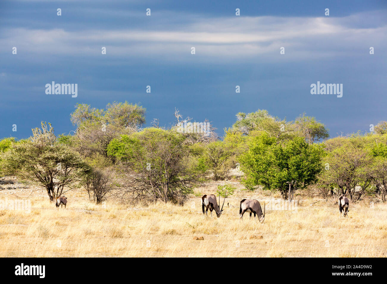 Scenic landscape with a group of oryx antelopes, Etosha, Namibia ...