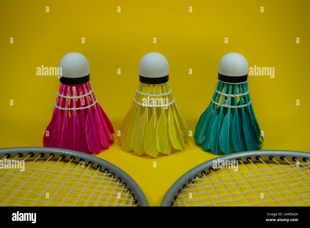 Badminton rackets and colorful feathered shuttlecocks in blue, yellow ...
