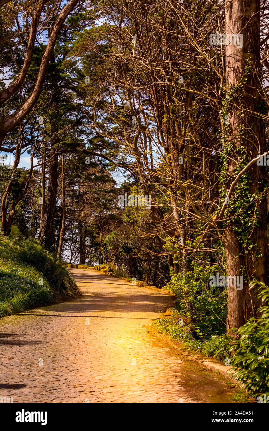 Dark forest sun rays hi-res stock photography and images - Alamy