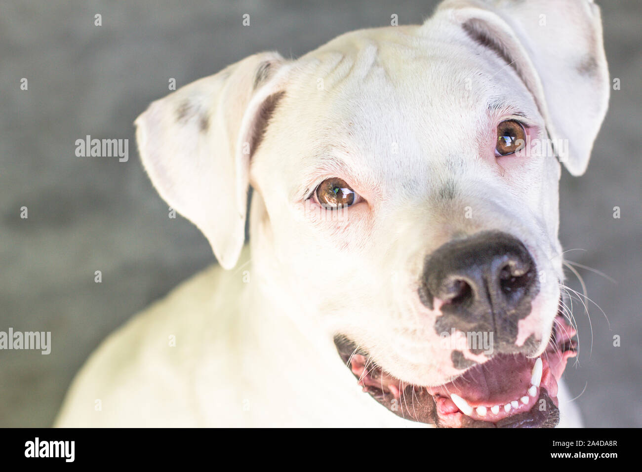 Boxer dog face close up hi-res stock photography and images - Alamy