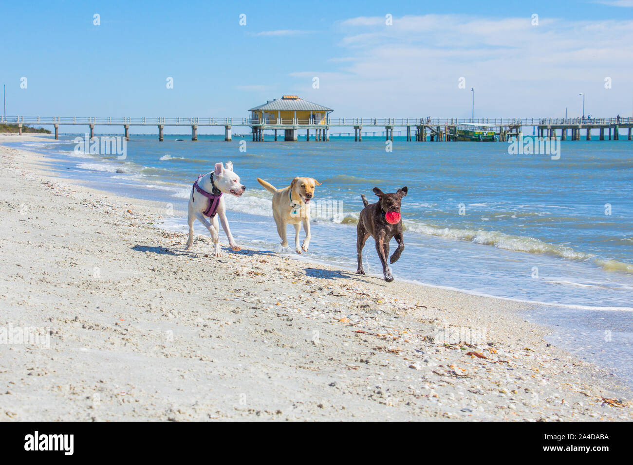 Dogs running on beach hi-res stock photography and images - Alamy