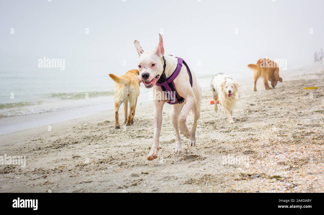 Four dogs playing on beach, United States Stock Photo - Alamy