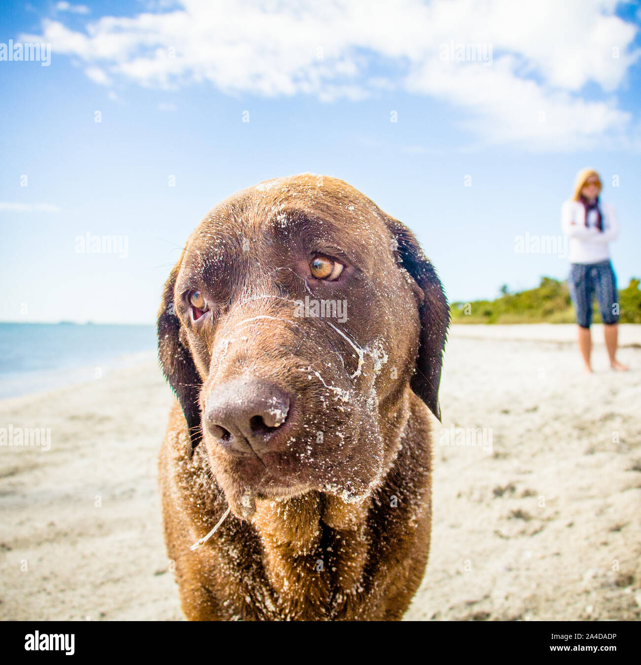 Adult chocolate labrador retriever hi-res stock photography and images ...