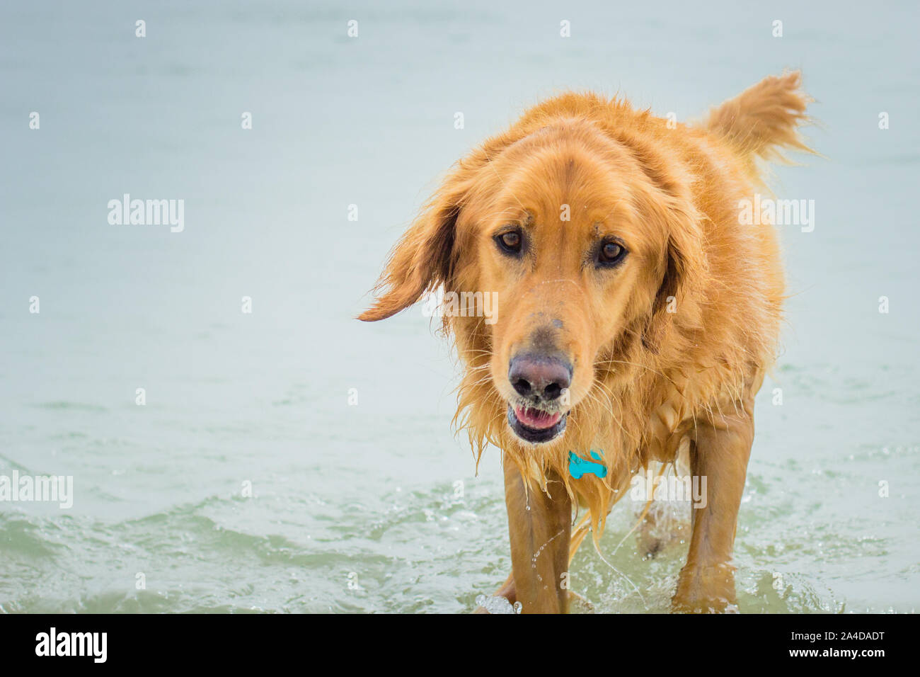 Golden retriever walking out of the ocean, United States Stock Photo ...