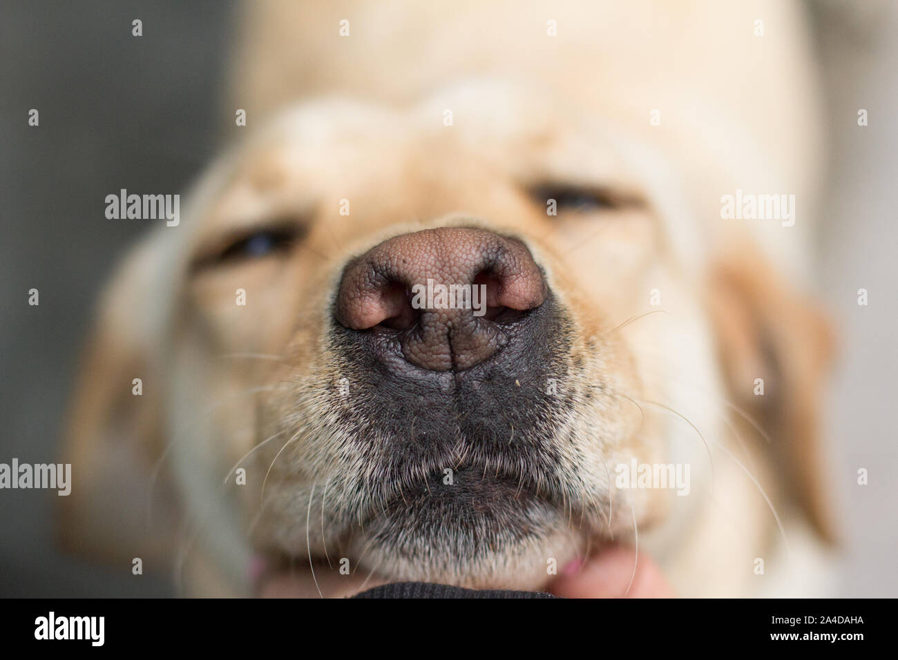 Adult labrador retriever hi-res stock photography and images - Alamy