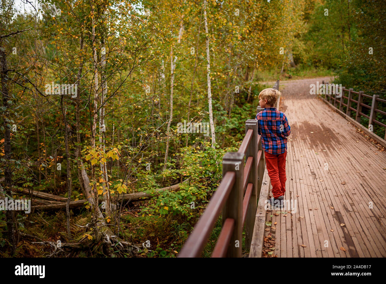 Boy standing on a bridge in the forest, United States Stock Photo - Alamy