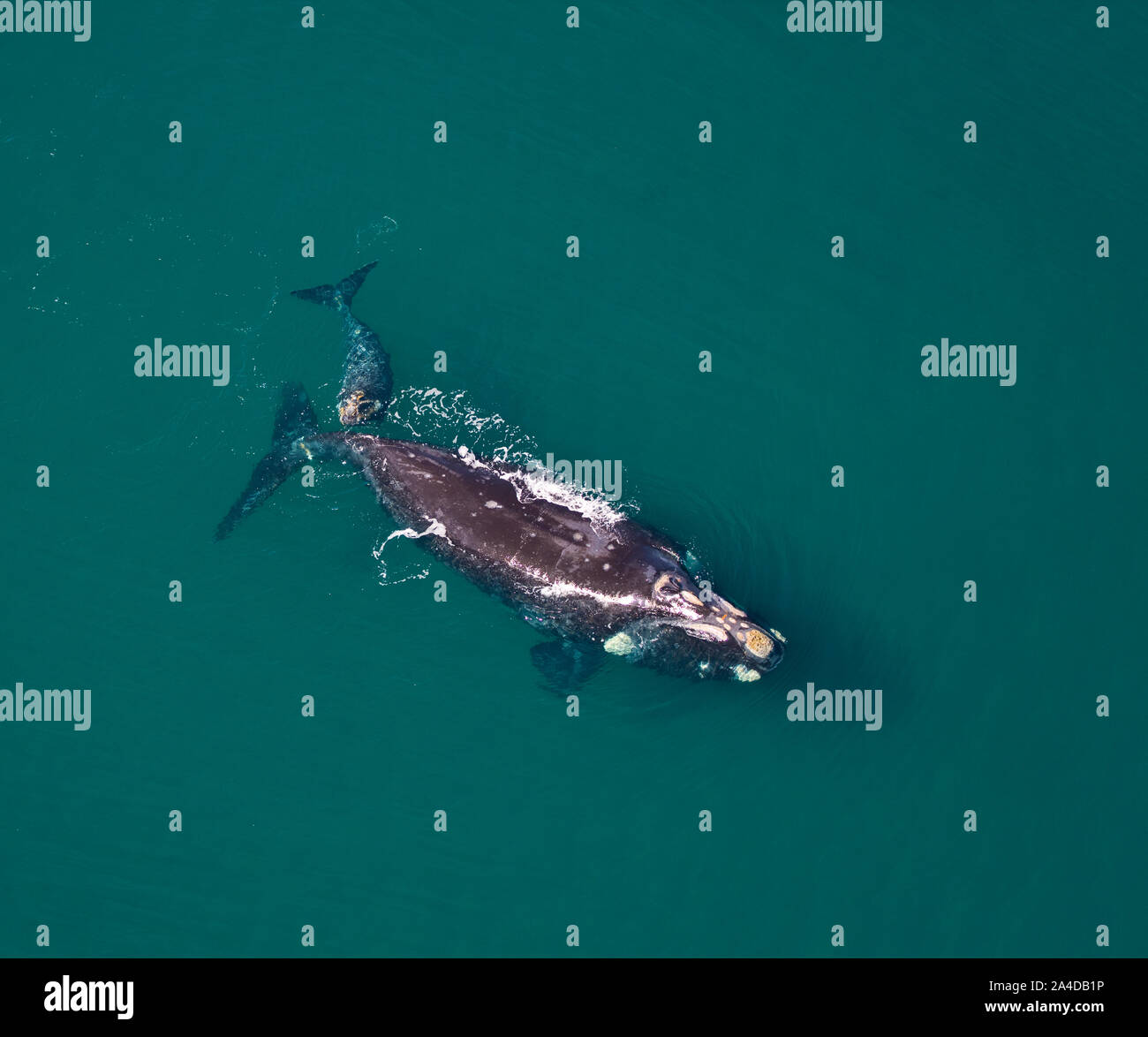 Ballena franca austral o meridional (Euabalaena australis),, Peninsula ...