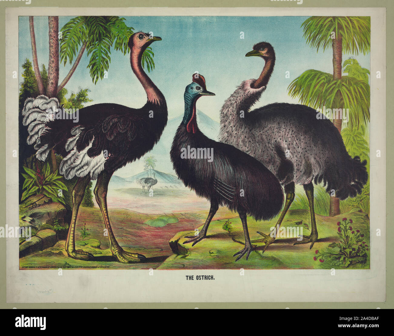 The ostrich Stock Photo - Alamy