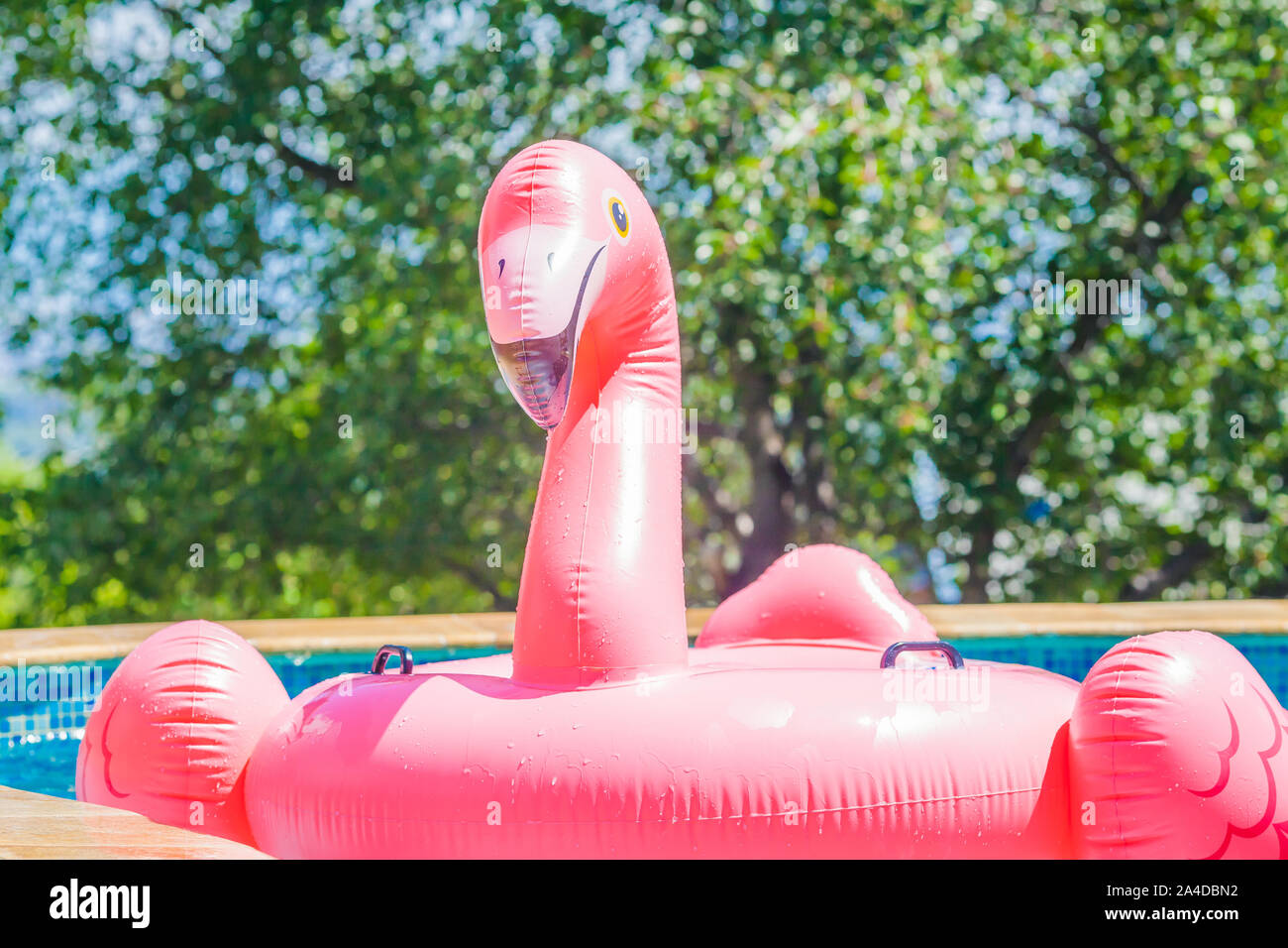 Inflatable flamingo in the swimming pool Stock Photo - Alamy