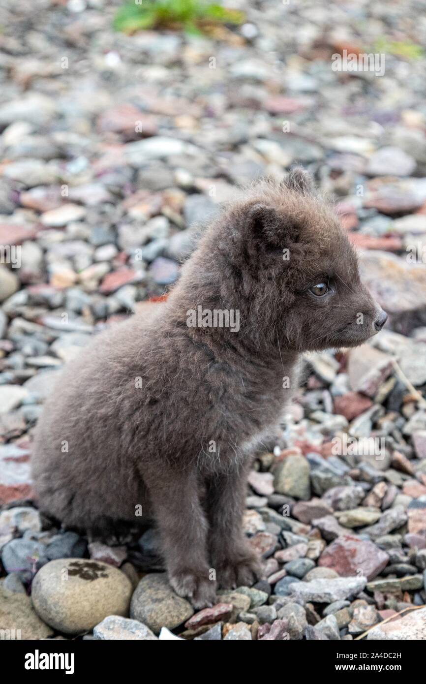 FOX CUB WITH ITS GRAY FUR, YOUNG ARCTIC FOX, ESKIFJORDUR, ICELAND ...