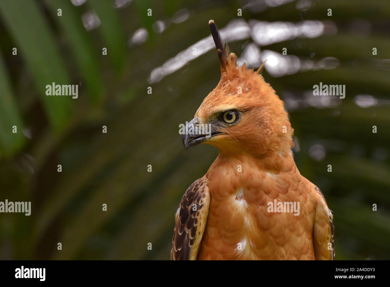 Portrait of a Javan Hawk-eagle, Indonesia Stock Photo - Alamy