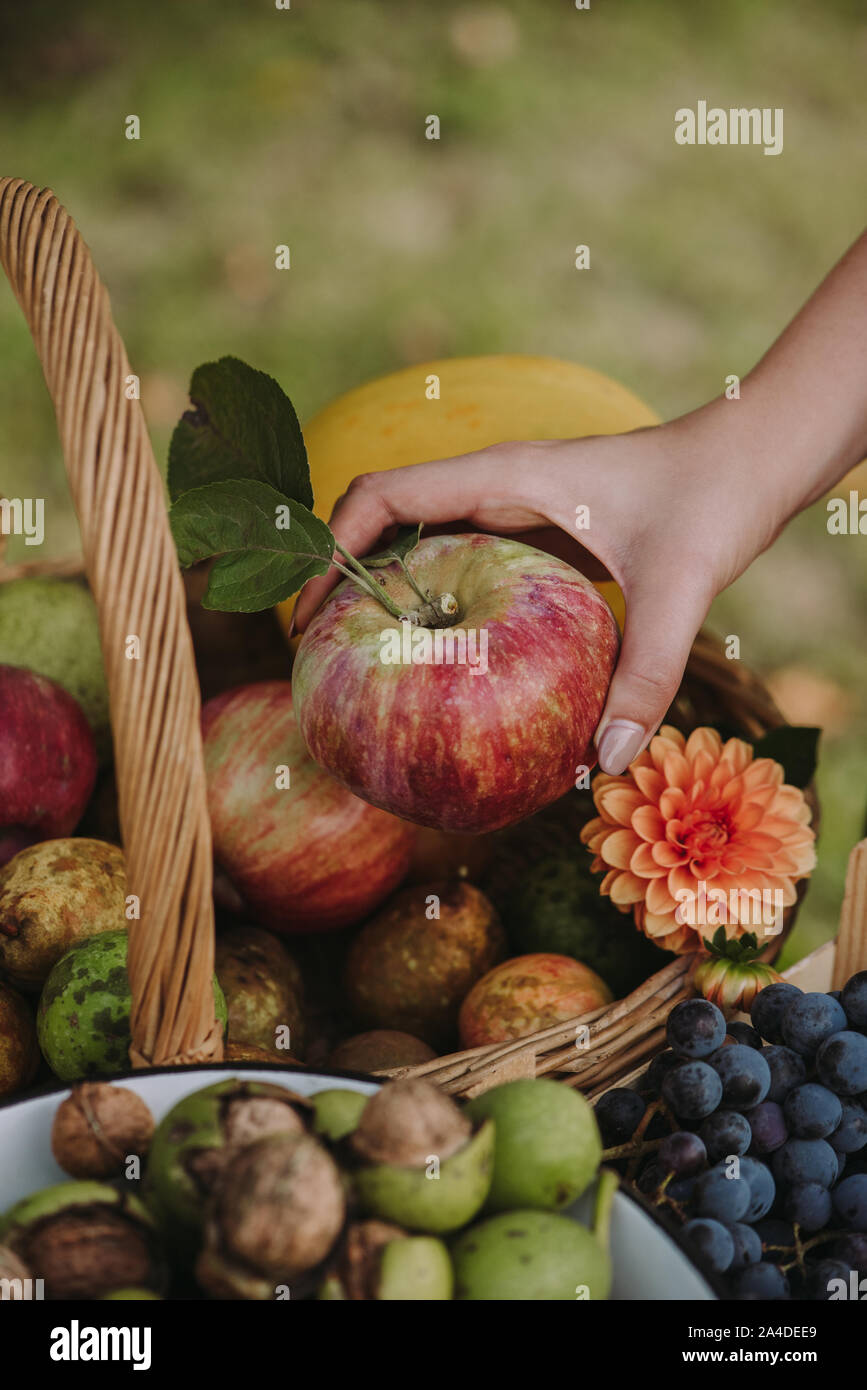 Woman choosing an apple from a table filled with fruit and vegetables ...