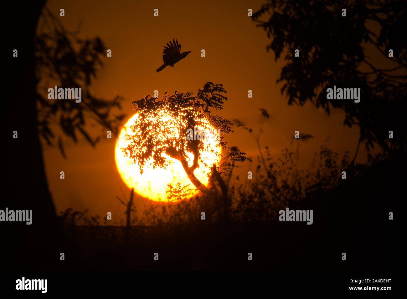 Silhouette of a crow flying at sunset, Gorontalo, Indonesia Stock Photo ...