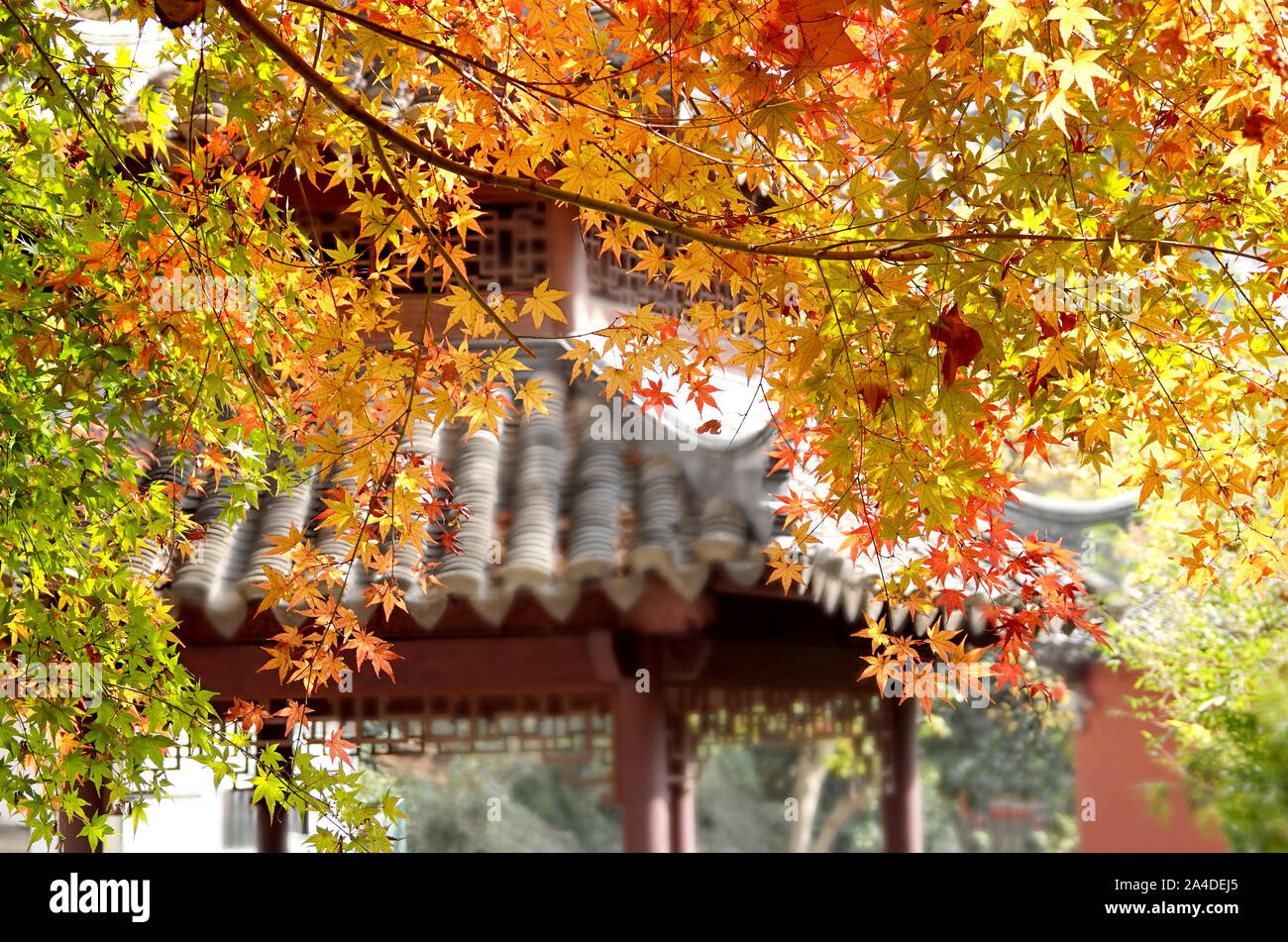 Leaves leaf structure building hi-res stock photography and images - Alamy
