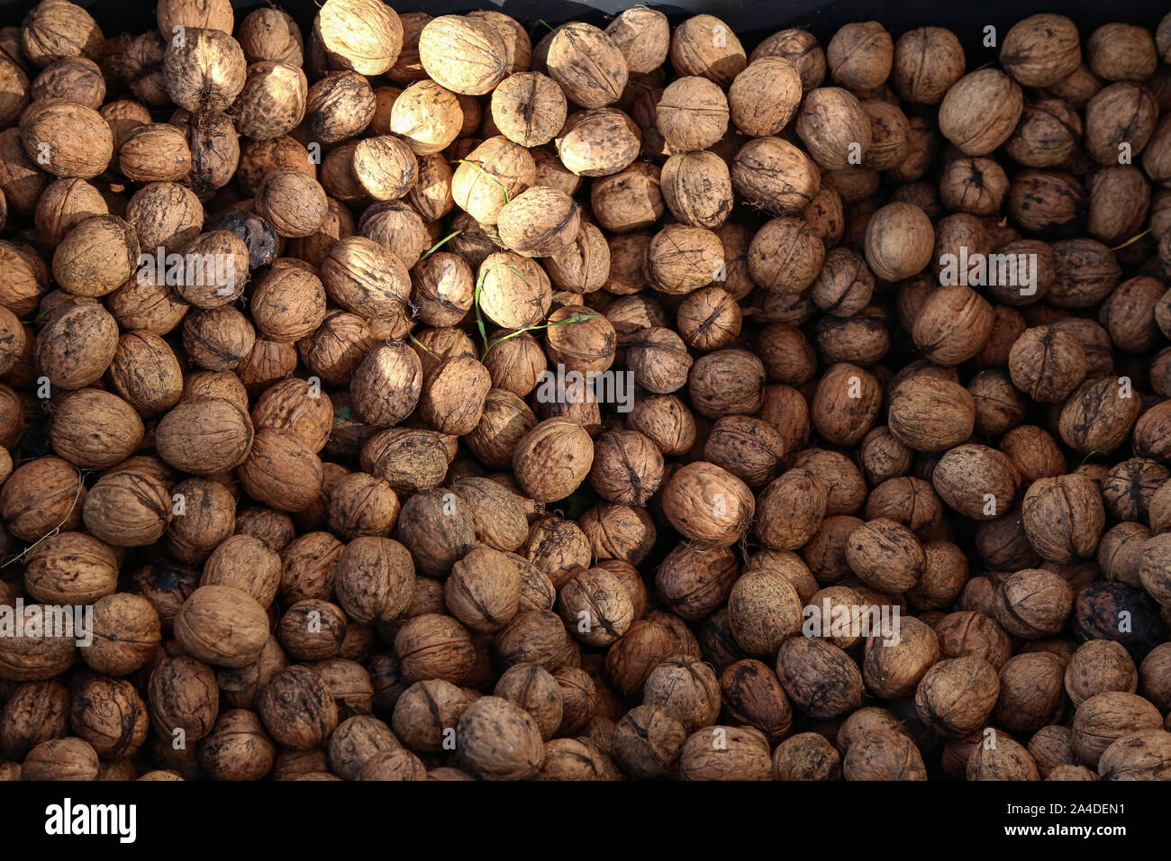 Walnut shell in open husk hi-res stock photography and images - Alamy