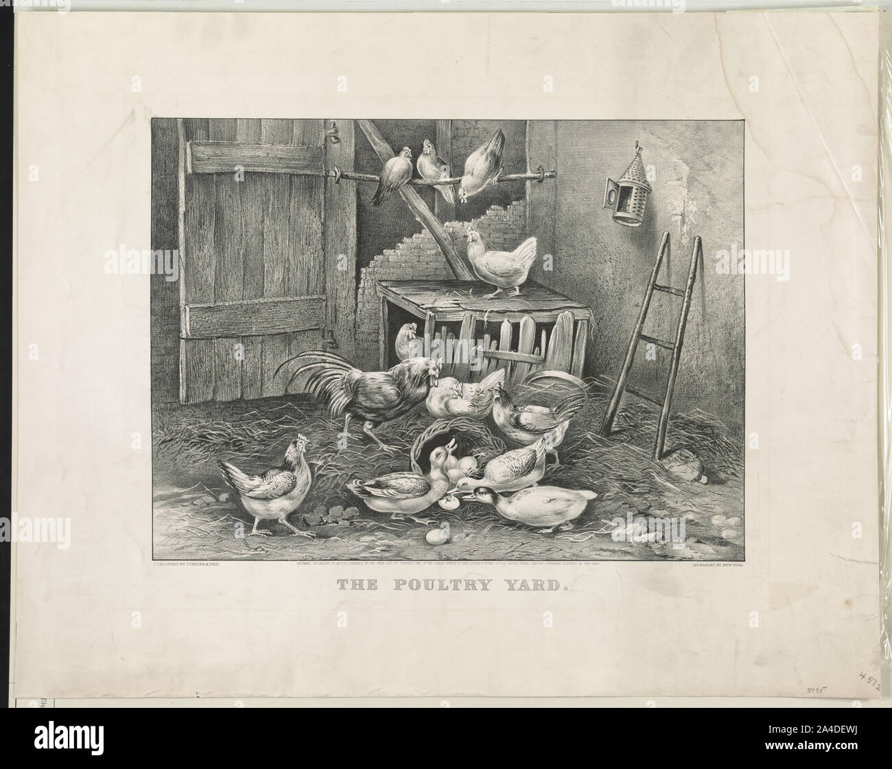 Poultryhouse hi-res stock photography and images - Alamy