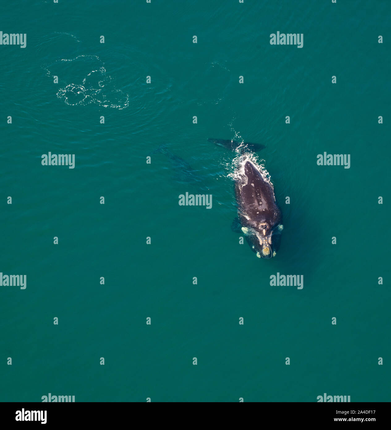Ballena franca austral o meridional (Euabalaena australis),, Peninsula ...