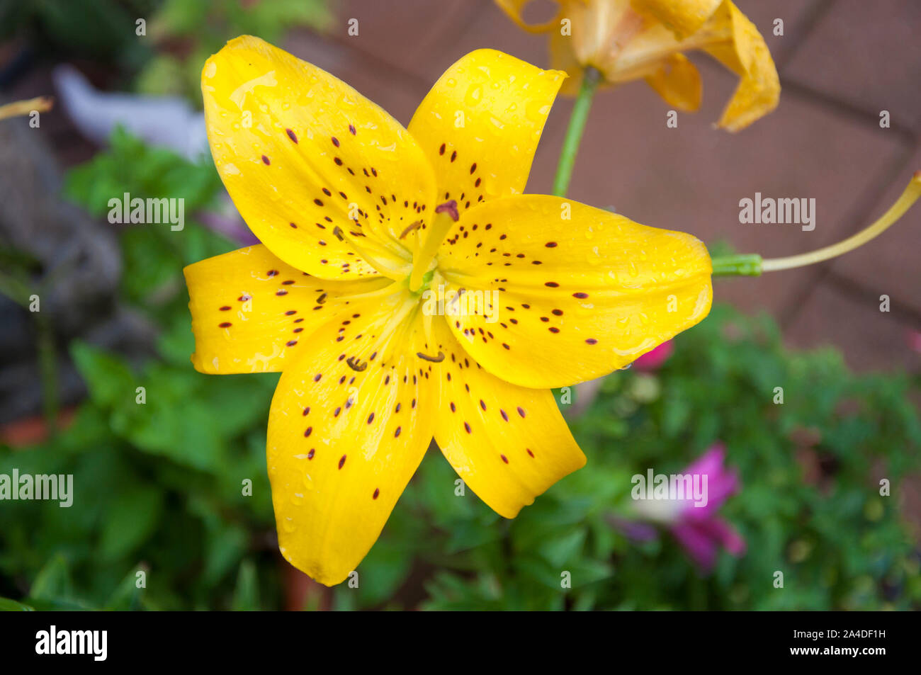 Yellow Tiger Lily High Resolution Stock Photography and Images - Alamy