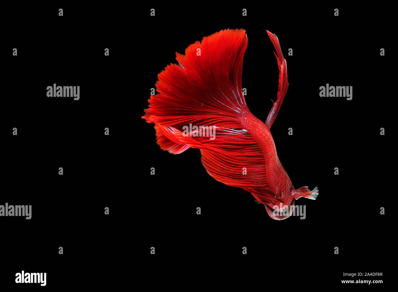 Portrait of a red betta fish Stock Photo - Alamy