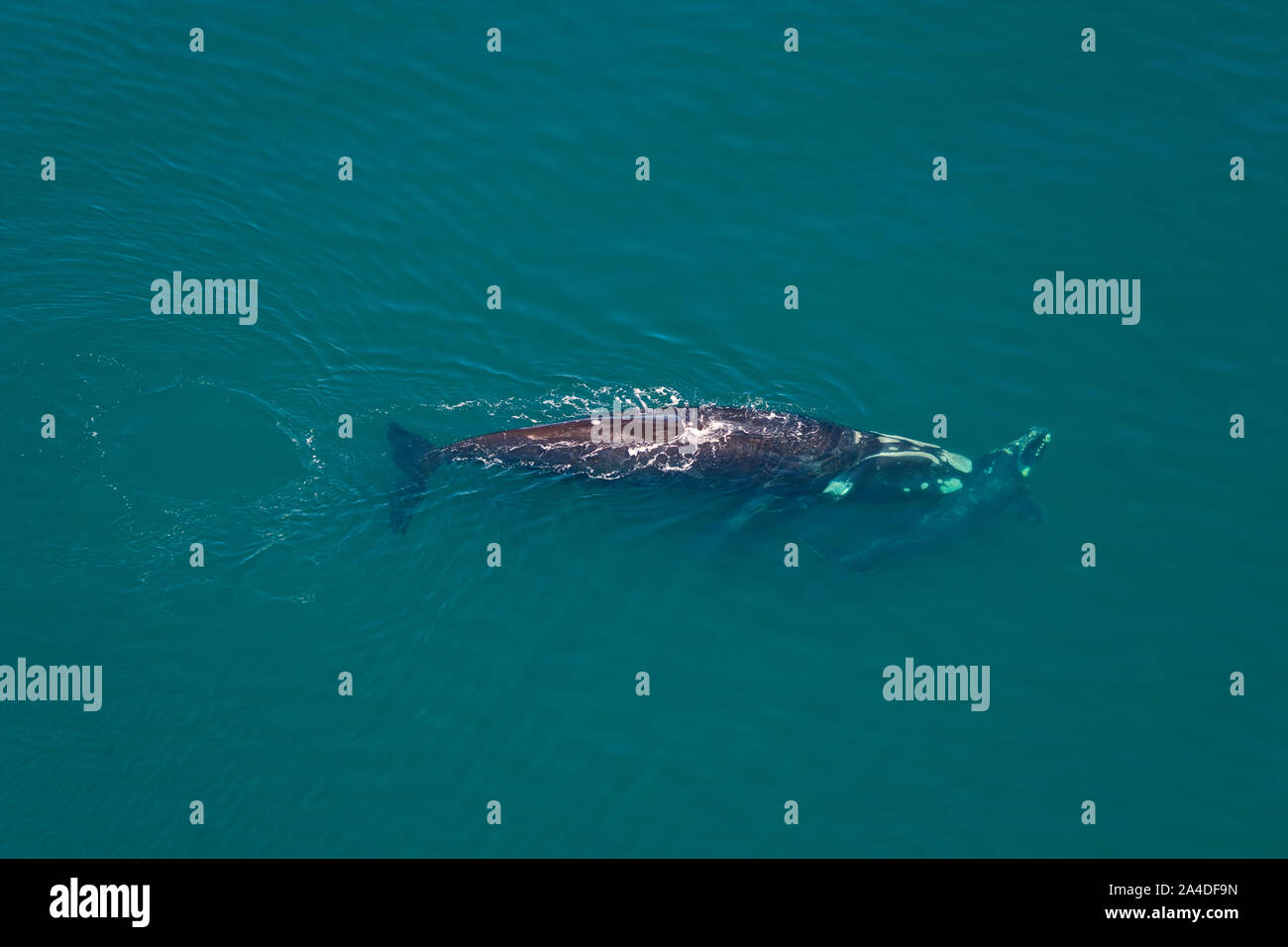 Ballena franca austral o meridional (Euabalaena australis),, Peninsula ...