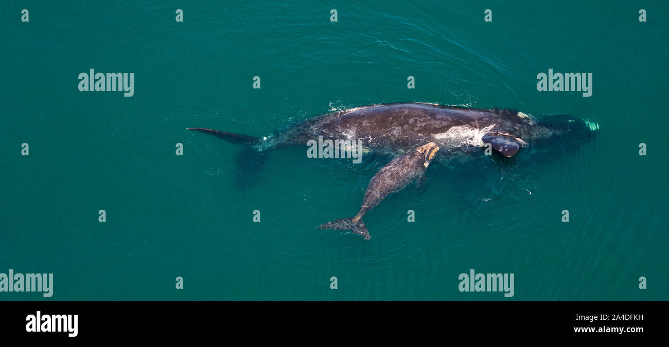 Ballena franca austral o meridional (Euabalaena australis),, Peninsula ...