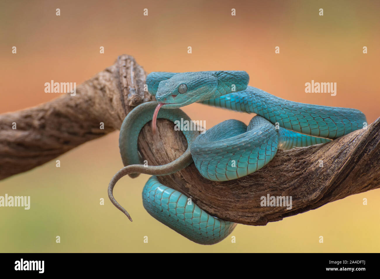 Blue white-lipped pit viper (Trimeresurus insularis) on a branch ...