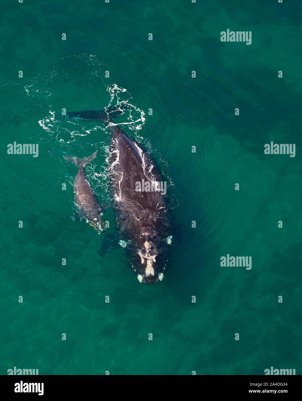 Ballena franca austral o meridional (Euabalaena australis),, Peninsula ...