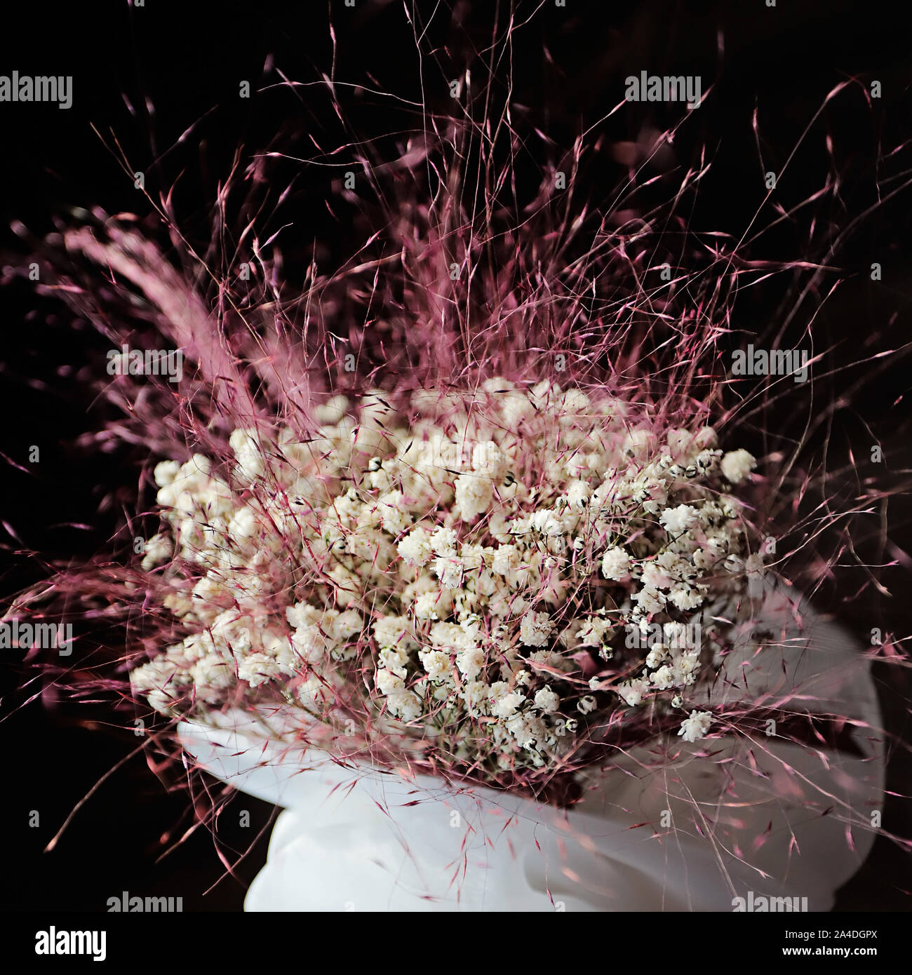 Gypsophila High Resolution Stock Photography and Images - Alamy