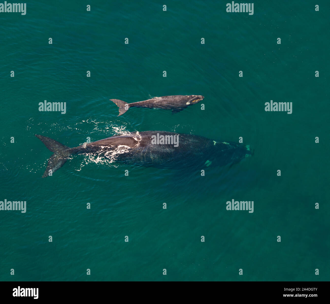 Ballena franca austral o meridional (Euabalaena australis),, Peninsula ...