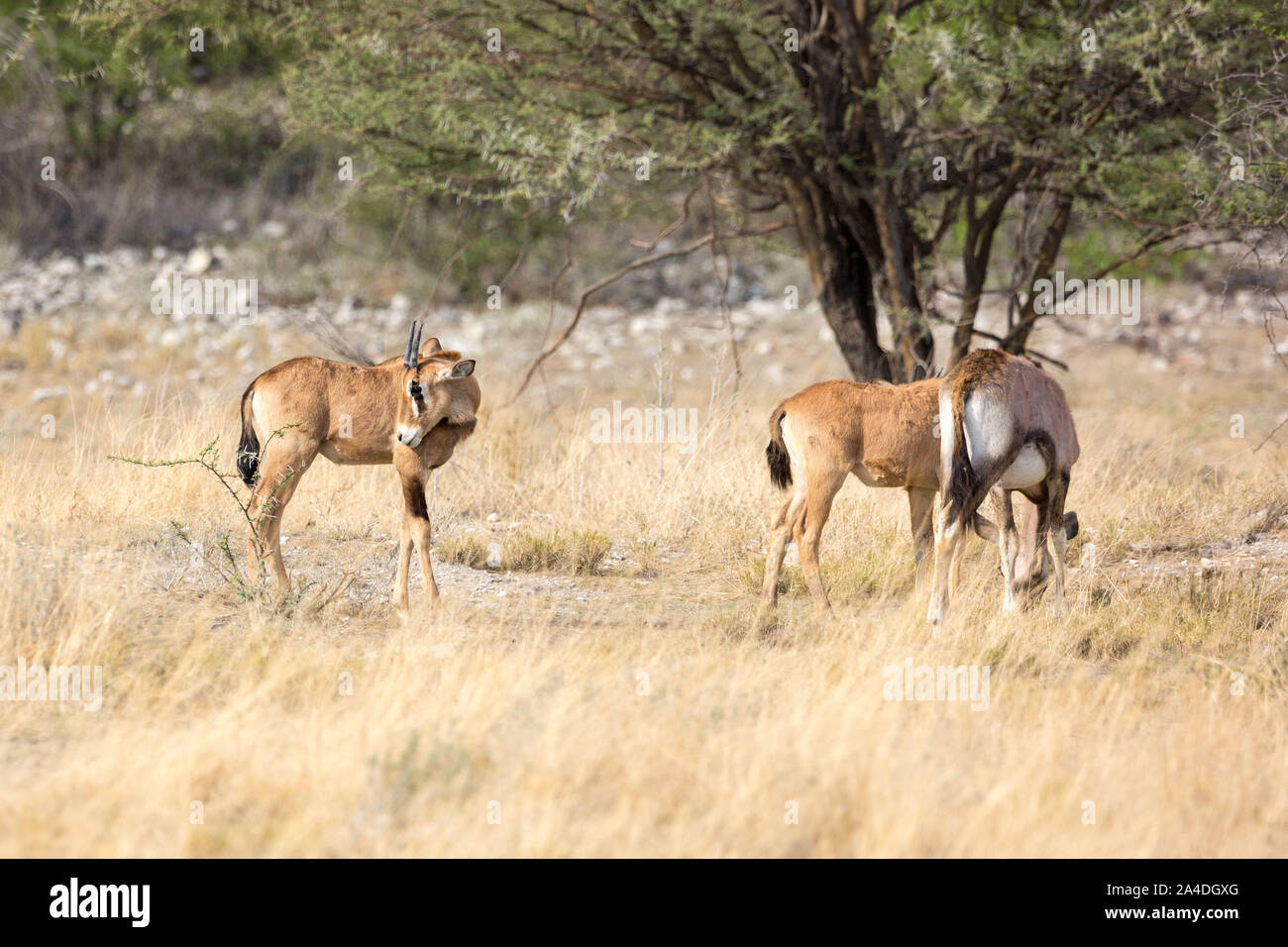 Baby oryx hi-res stock photography and images - Alamy