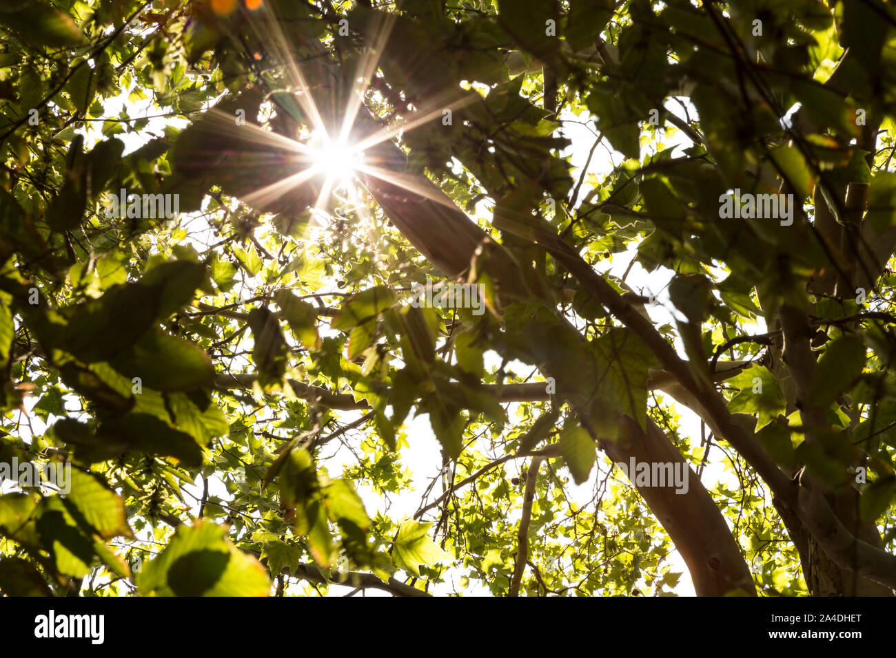 Sunlight and tree in summer time Stock Photo - Alamy