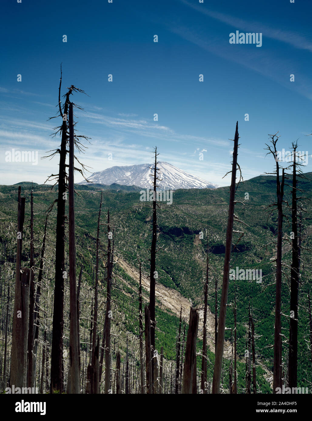 The quiet Mount St. Helens volcano in Washington looms in the distance ...
