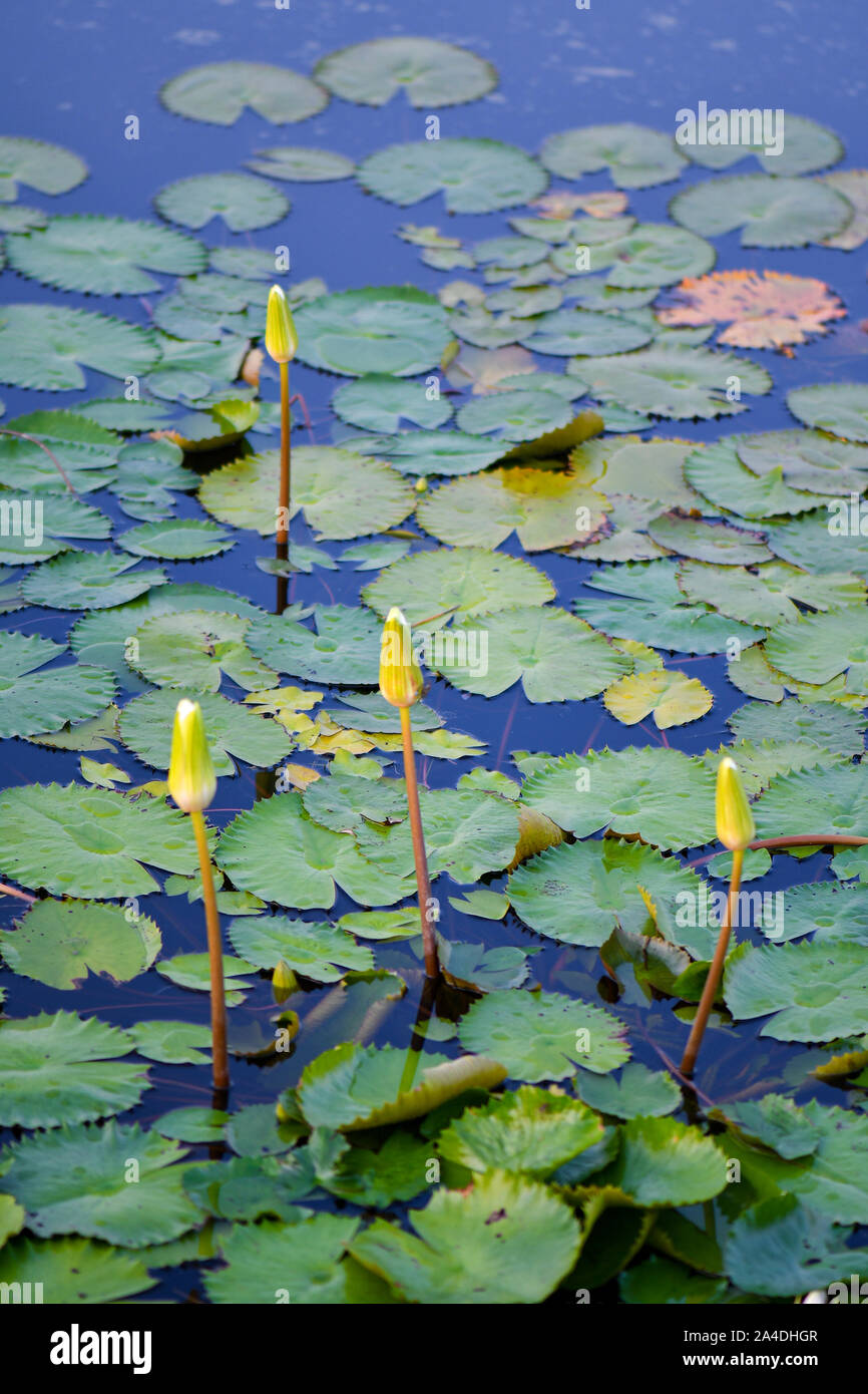 lotus flower bud and lily pad floating on water Stock Photo - Alamy