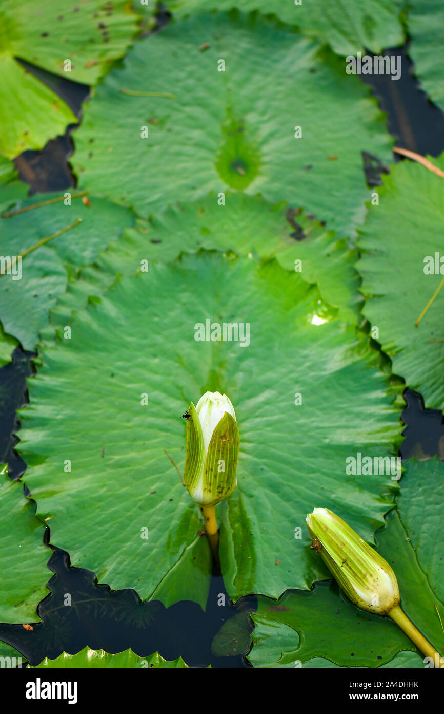 lotus flower bud and lily pad floating on water Stock Photo - Alamy