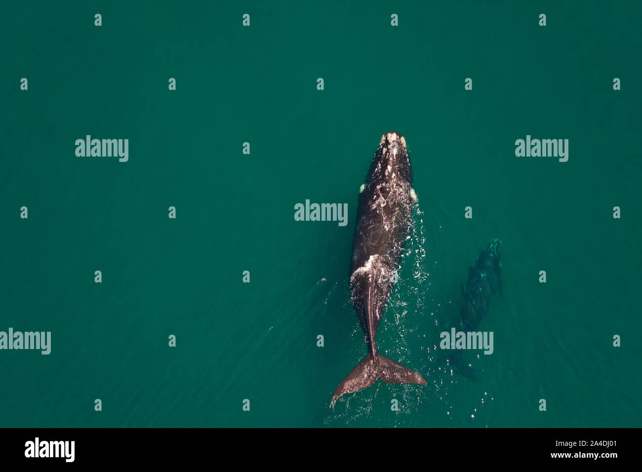 Ballena franca austral o meridional (Euabalaena australis),, Peninsula ...