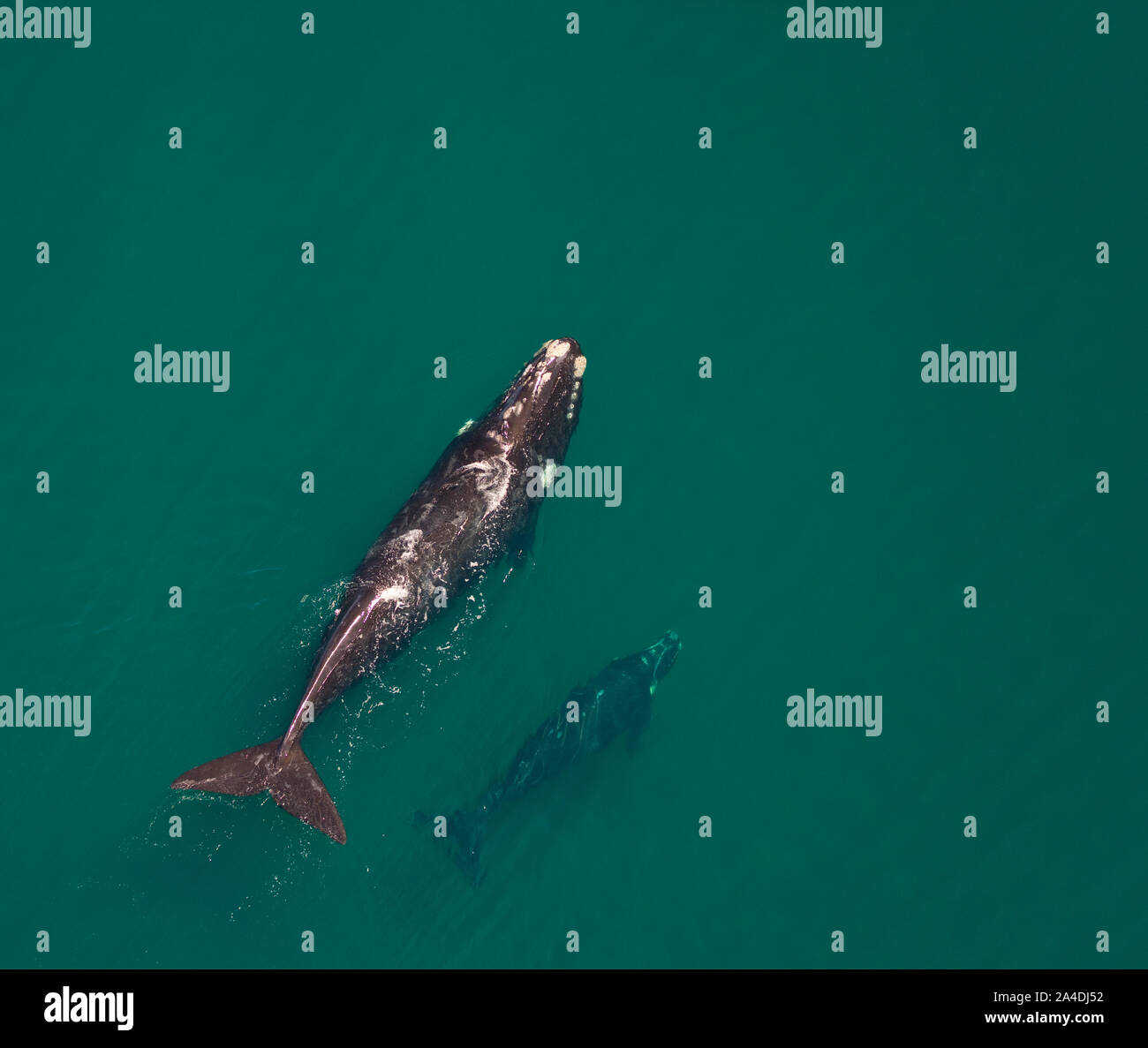 Ballena franca austral o meridional (Euabalaena australis),, Peninsula ...